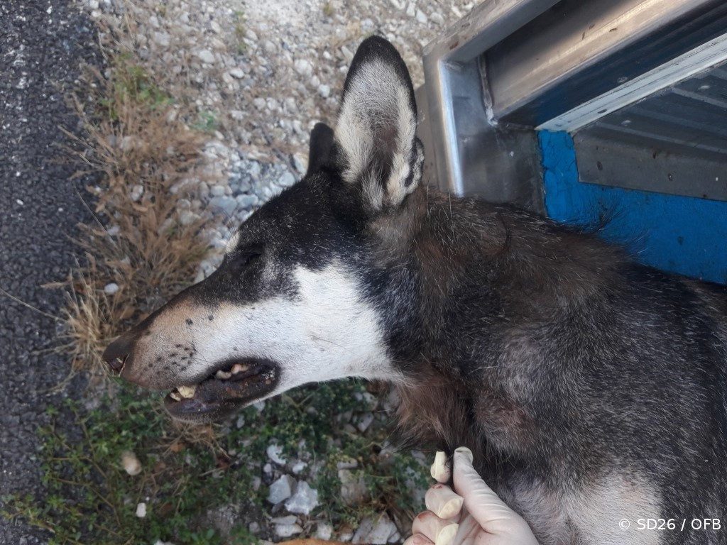 Un hybride de deuxième génération au phénotype atypique détecté dans la ...